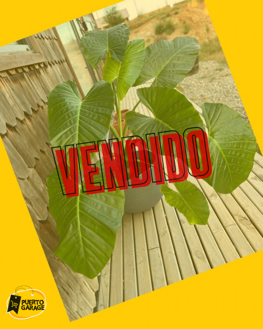 Planta Manto de Eva – Puerto Garage PV